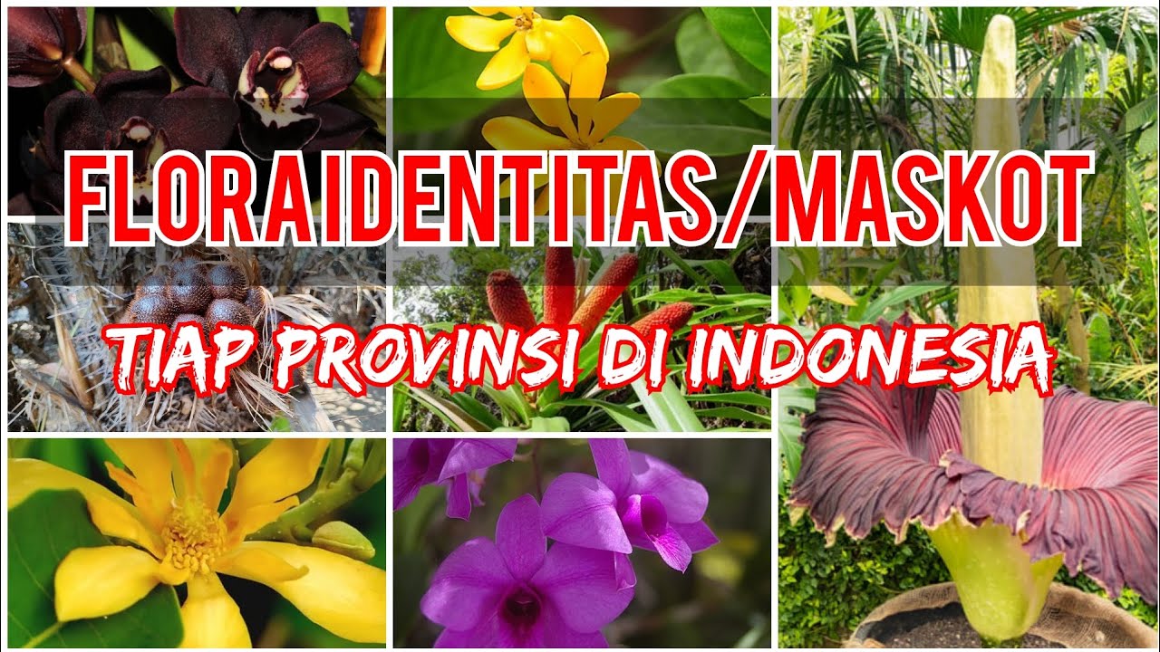Flora Identitas/Maskot tiap Provinsi di Indonesia - YouTube