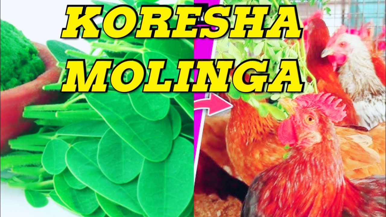 KORESHA MOLINGA UZAMURA UMUSARURO MUBWOROZI BWINKOKO BWAWE#mukiretv ...