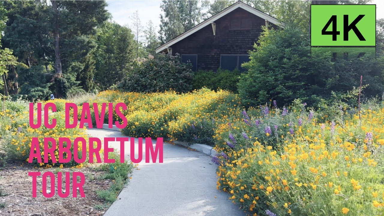 4K UC Davis Arboretum Walking Tour - YouTube