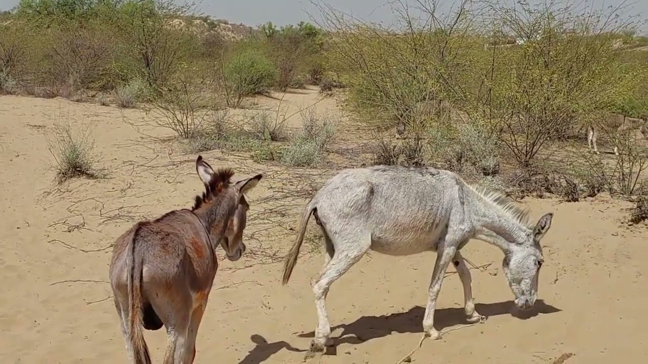 big male donkey is very powerful | #donkey #animals - YouTube
