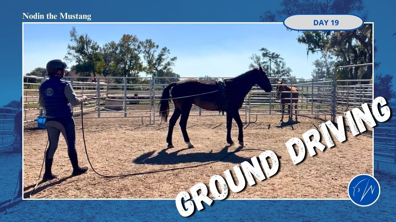Building confidence with groundwork and ground driving (Day 19 with ...