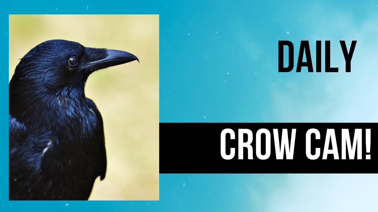 Daily Crow Cam! - YouTube