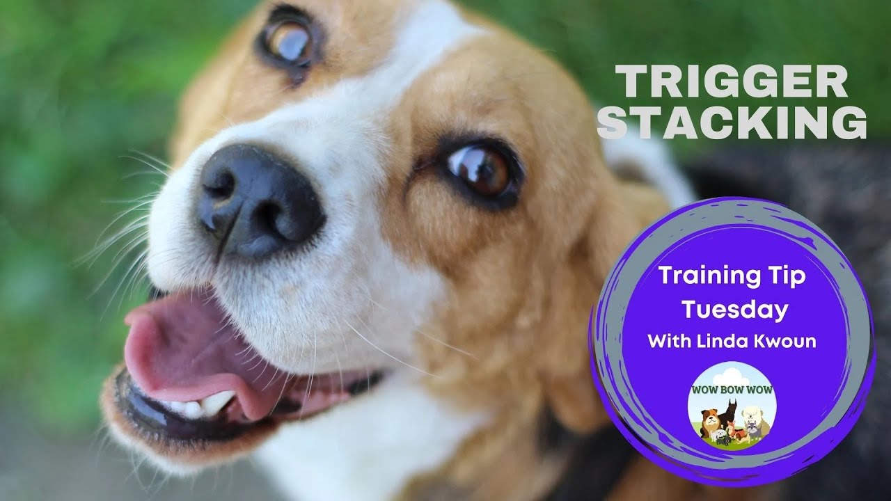 #TrainingTipTuesday--Trigger Stacking--Why Your Dog May React ...