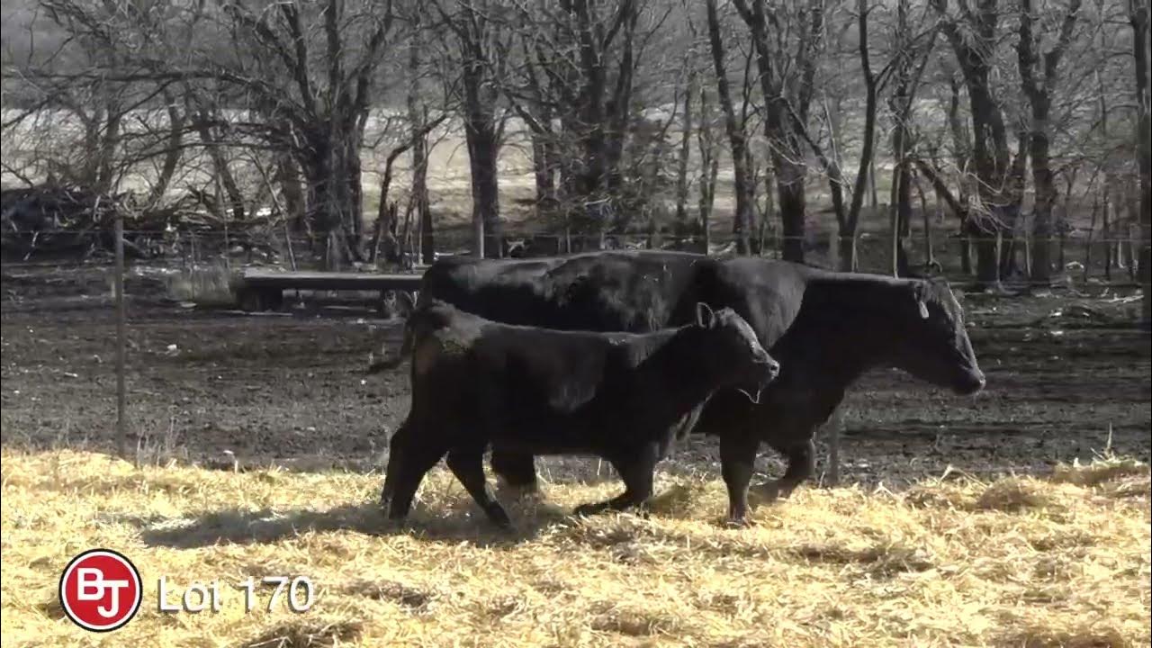 Lot 170, BJ Legend 8207 - YouTube
