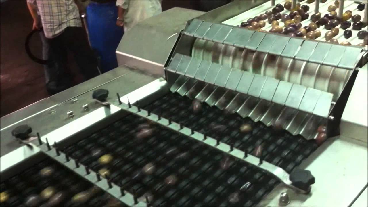 Olives sorting machine- Egypt - YouTube