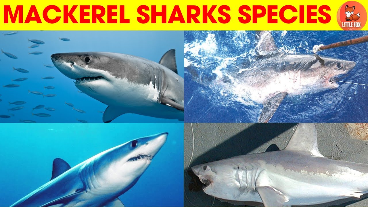 Mackerel Sharks | Sea Predators | Exploring Mackerel 🦈Sharks Species # ...