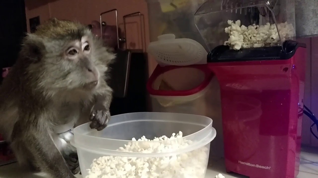 Lip Smackin Monkey Eatin Her Popcorn - YouTube