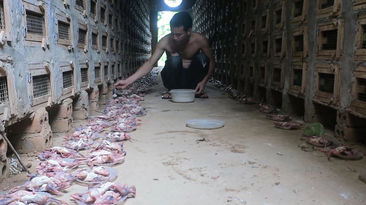 when the cobra becomes aggressive - sharing experiences of breeding ...