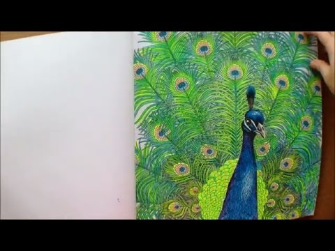 The Aviary by Richard Merritt and Claire Scully Colouring Book Flipthrough