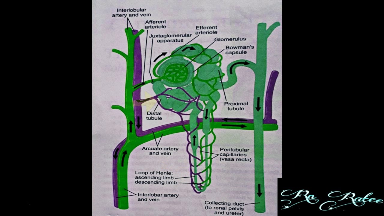 kidney absorption and secretion mechanism explanation for staff nurse ...