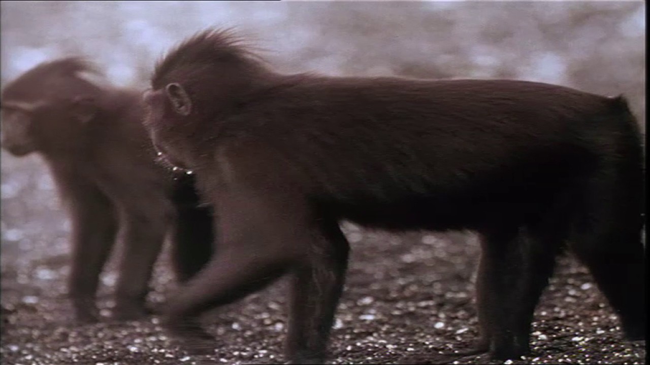 Macaque Monkeys' Beach Party - YouTube
