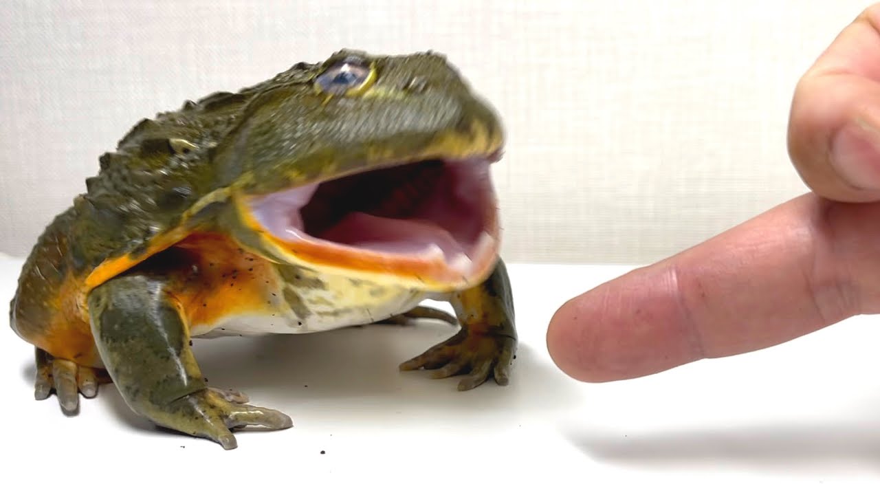 African bullfrog like finger? - YouTube