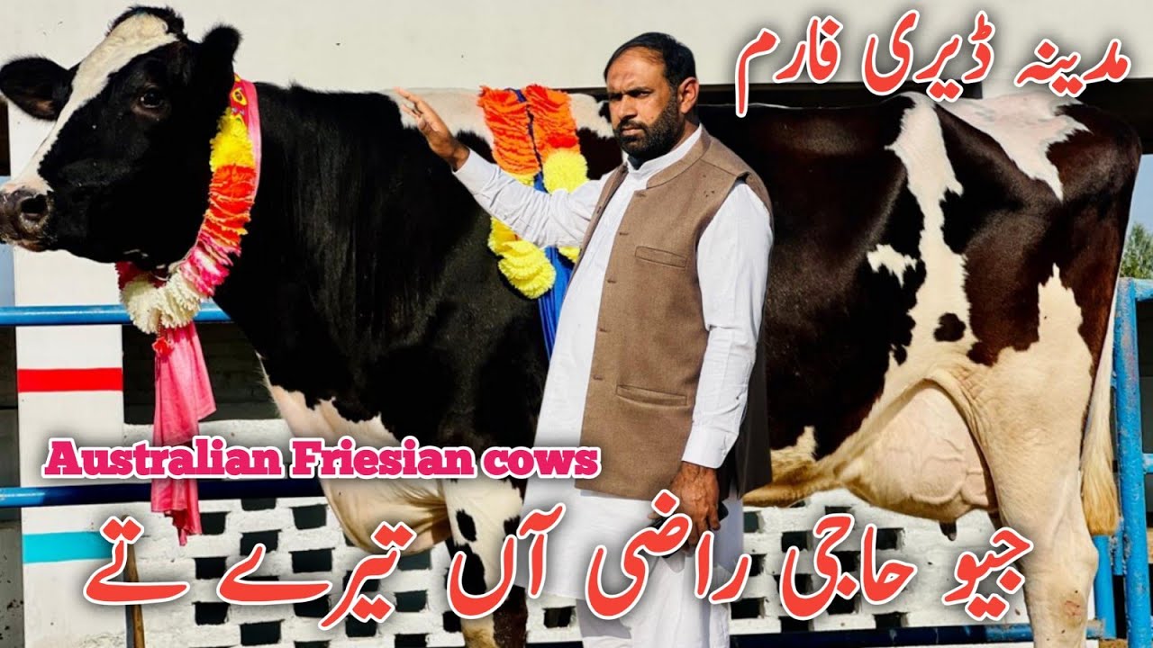 Madina Dairy Farm | Australian Friesian cross cows | Heifers And ...