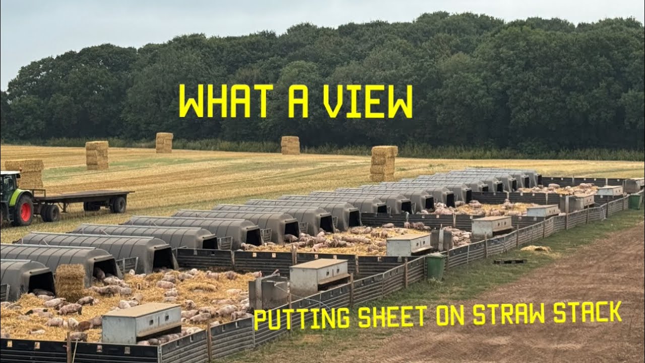 Sorting the straw stack out .lots of cultivation going on new eletric ...