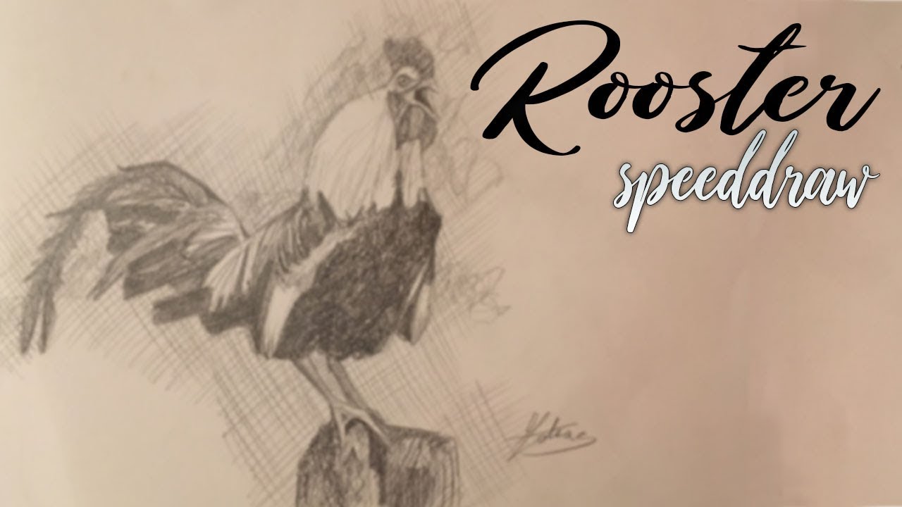 Dibujando un gallo I drawing a rooster I Speeddraw - YouTube