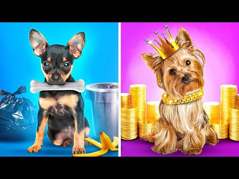 ¡Perro Pobre VS Perro Rico! || La Vida del Dueños de Mascotas Ricos vs ...
