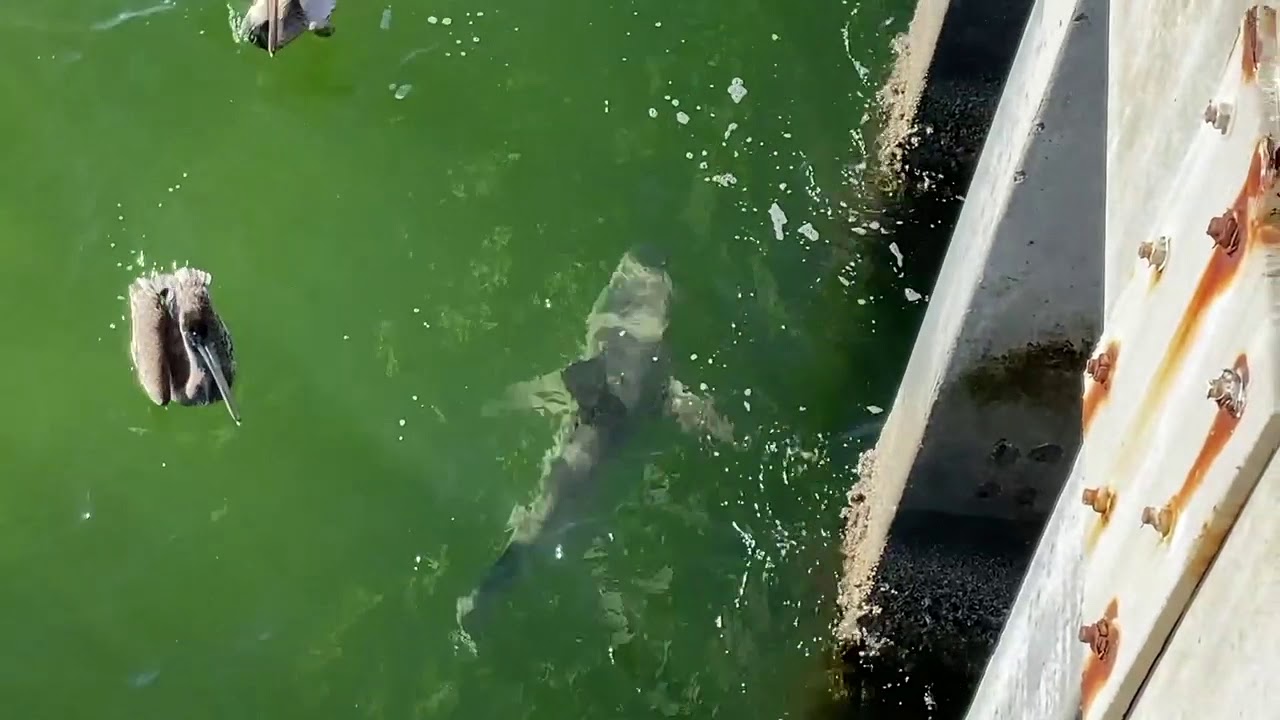 Shark V. Pelican - YouTube