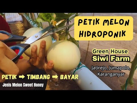 Petik Melon Green House Hidroponik ( Sweet Honey & Golden Per ) di Siwi ...