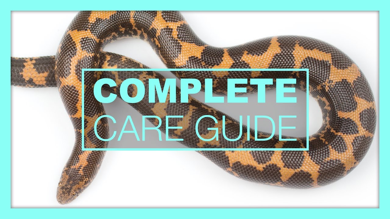 Complete Kenyan Sand Boa Care & Setup Guide - YouTube