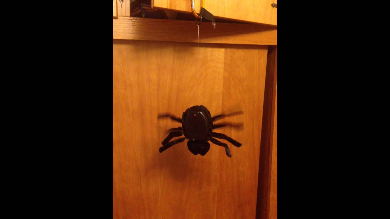 dropping spider never stops - YouTube