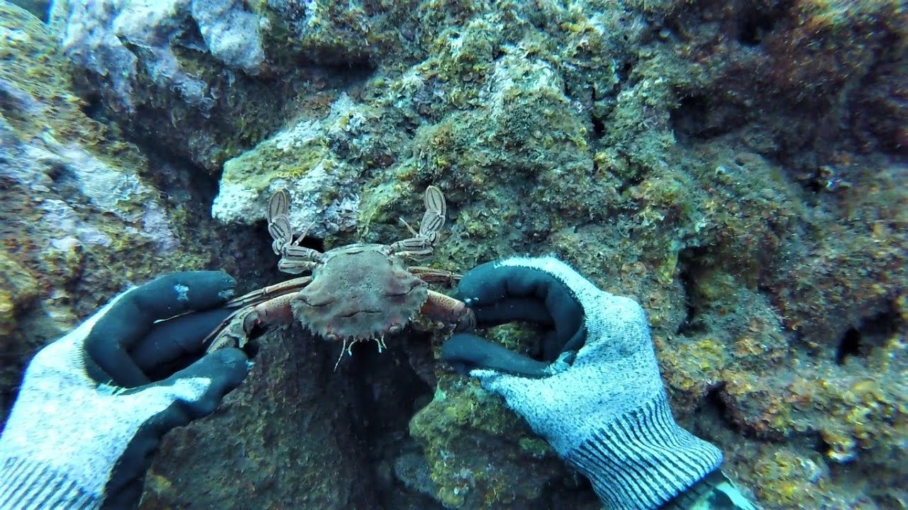Caranguejo nadador vermelho/red swimcrab (Cronius ruber) #shorts - YouTube