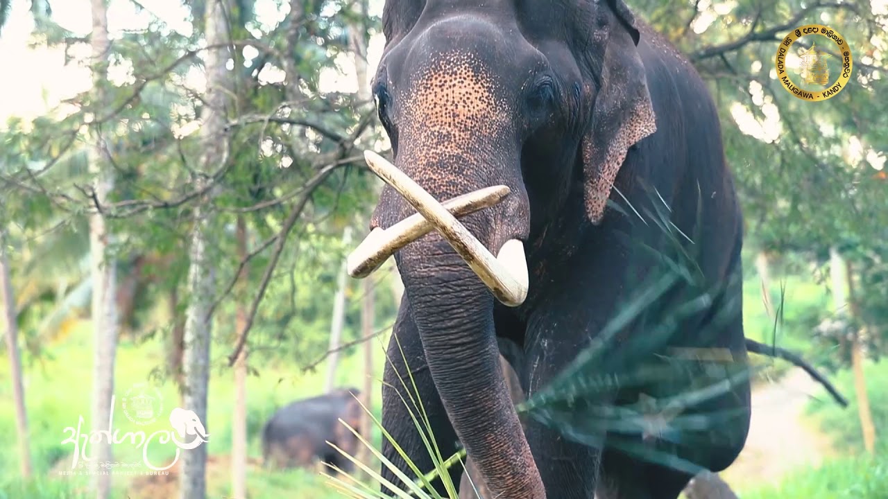 ඇත් ගාලේ නායක ඇත් රජු ඉන්දි රාජා | Indi Raja Tusker Sri dalada maligawa ...