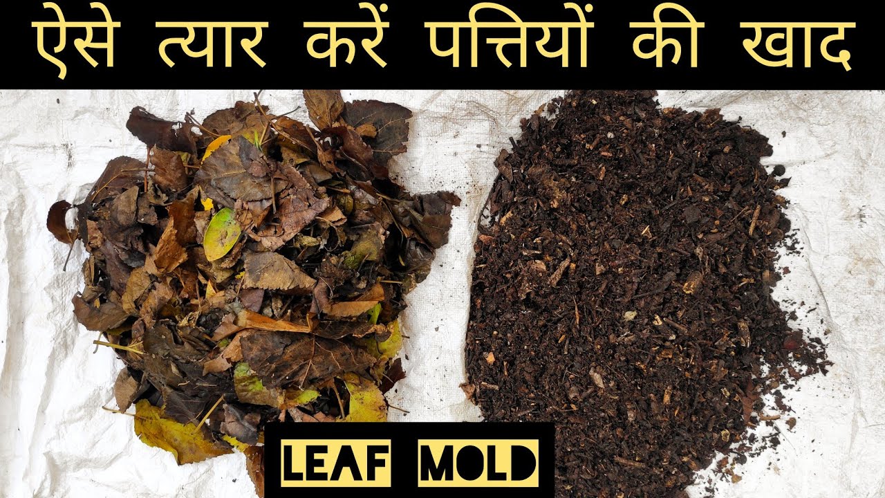 Easiest way to make leaf mold compost at home, पत्तियों की खाद कैसे ...