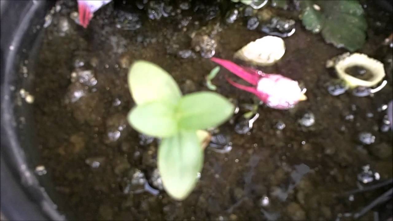 YUCKY BUG STORY!! - YouTube