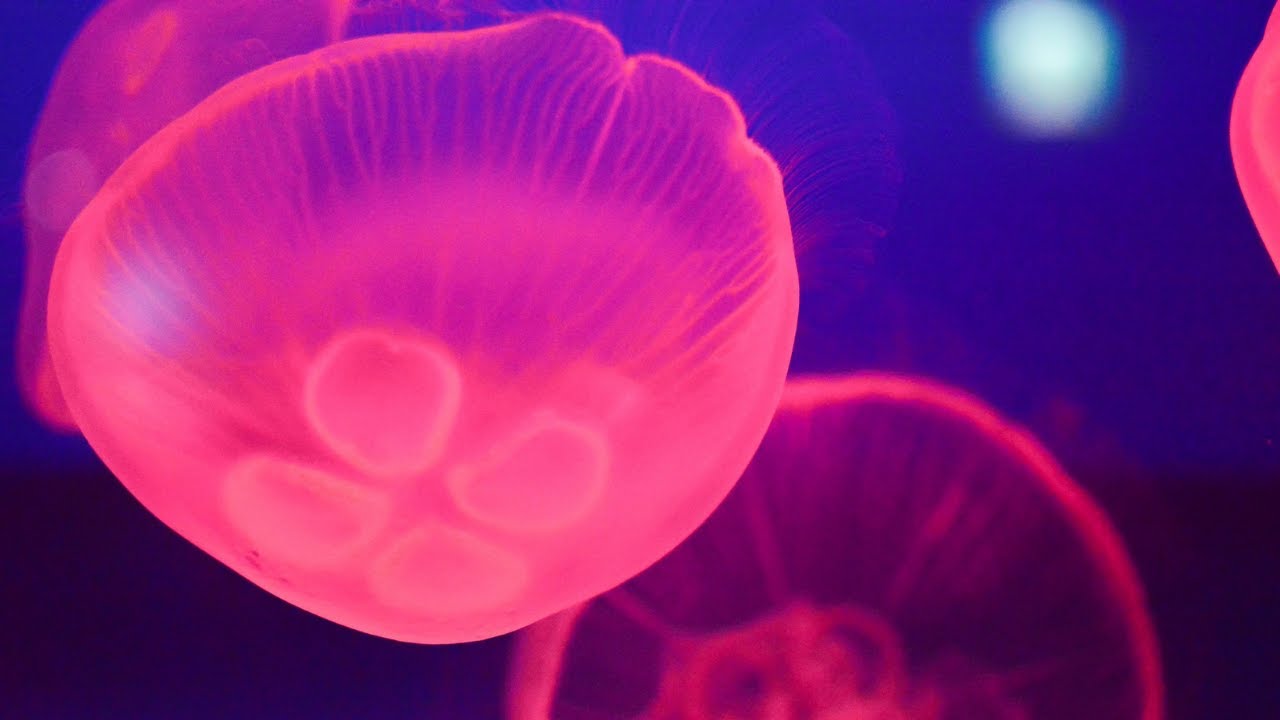 Jellyfish Relaxation |Relaxing Music, Meditation Music, Beautiful ...