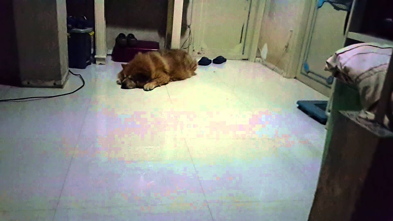 Simba snoring - YouTube