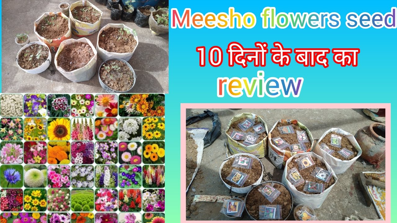 meesho flowers seed 10 दिनो के बाद का review - YouTube