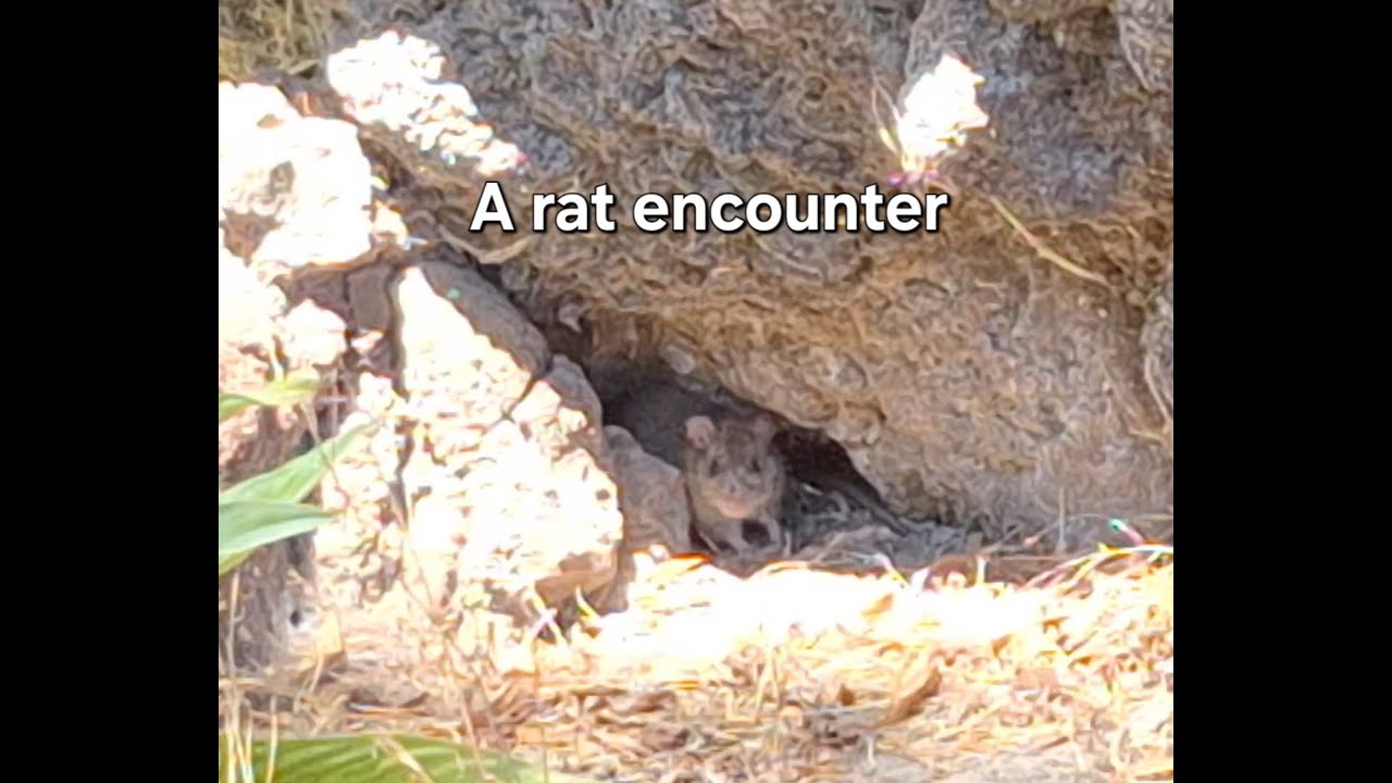 A rat encounter: cute and scruffy 🐀 😊 - YouTube