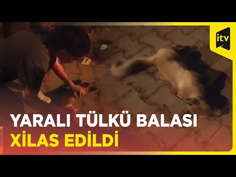 Yaralı tülkünü uşaqlar xilas etdilər | Qars