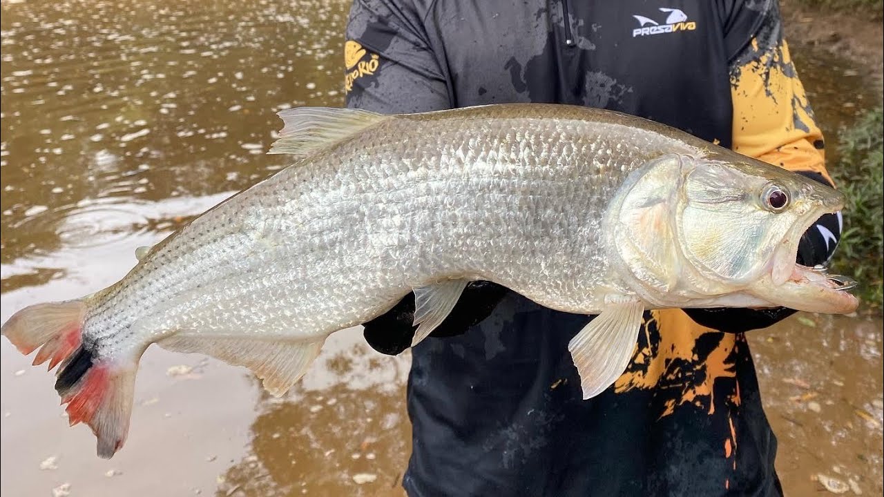 Tabarana Gigante, vocês não vão acreditar o que aconteceu nessa ...