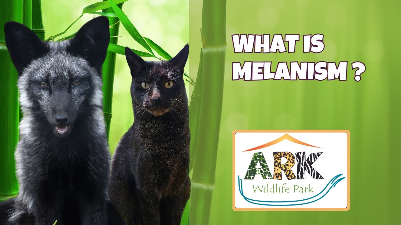 What is melanism ? #arkwildlifepark #foxes #melanistic #blackpanther ...