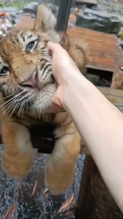 Cute Pet Tiger 🧐 🤓 😎 - YouTube