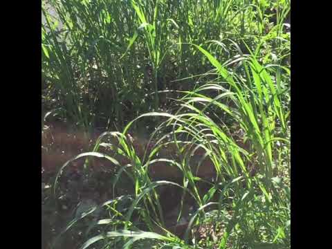 Grass whip/ Brushing Cutlass - YouTube