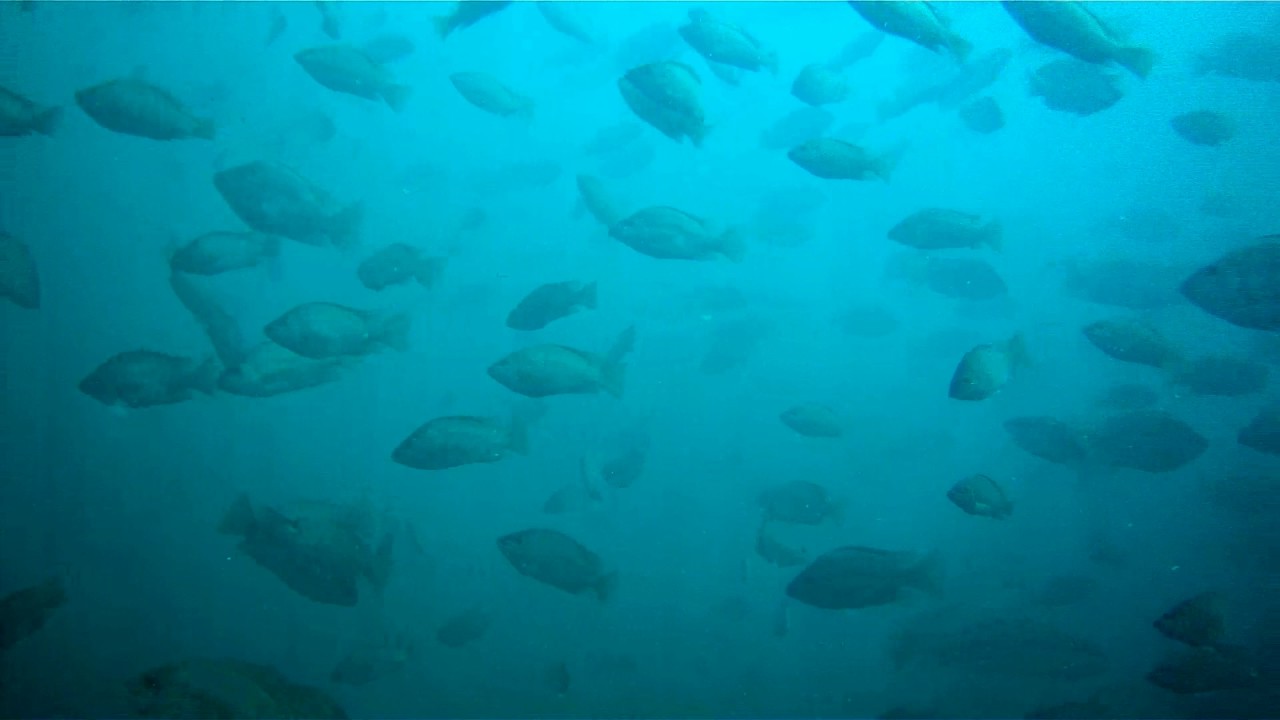 Mpende - Lake Tanganyika - 28-11-2013 - gopro - YouTube