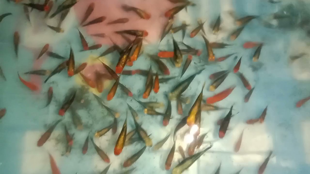 Blue Moon Platy Fish / Simple Stunning Fish - YouTube