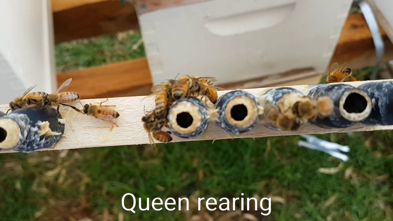 Queen bee rearing - YouTube