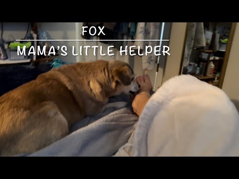 Cute Dog FOX Loves Licking His MaMa’s Ankles Dry #licks #doglicks #cutedog #cutedogviral