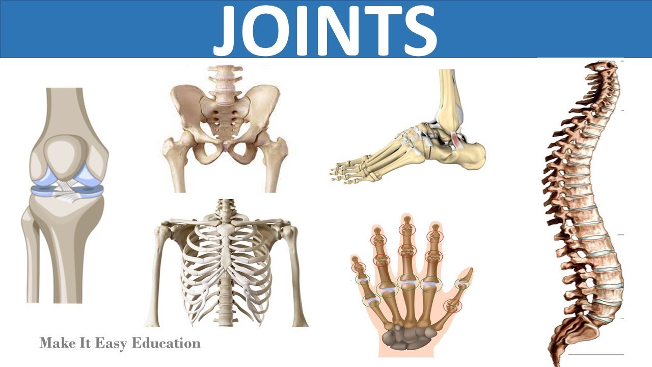 JOINTS IN HUMAN BODY THE SKELETAL SYSTEM SCIENCE VIDEO FOR JOINTS IN HUMAN BODY THE SKELETAL SYSTEM SCIENCE VIDEO FOR