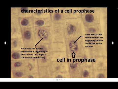 Phases of Mitosis real cells - YouTube