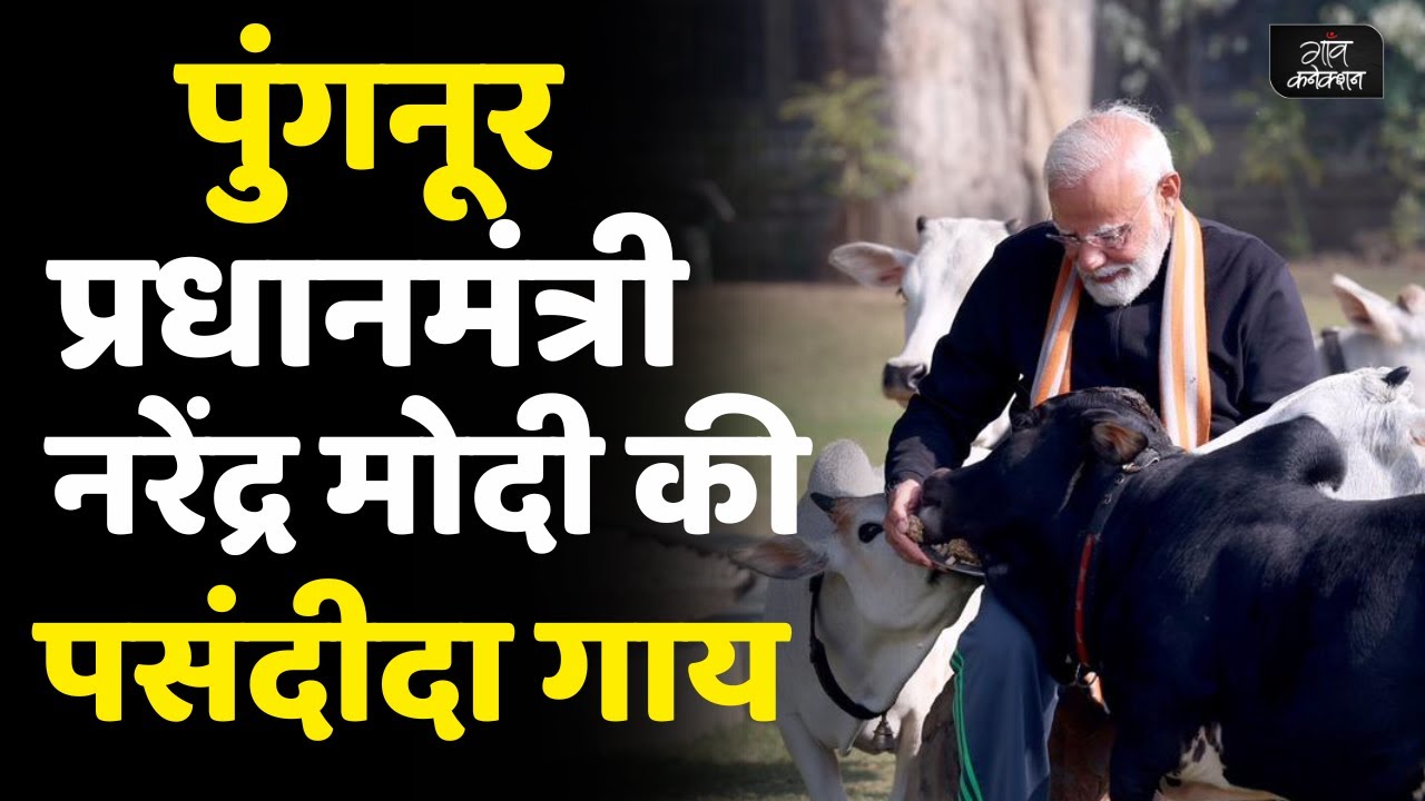 PM Modi's Viral Moment with Punganur Cows || अपने देश में मिलती है ...