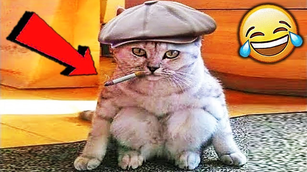 Essayer De Ne Pas Rire Vidéo De Chat À Mourir De Rire - YouTube