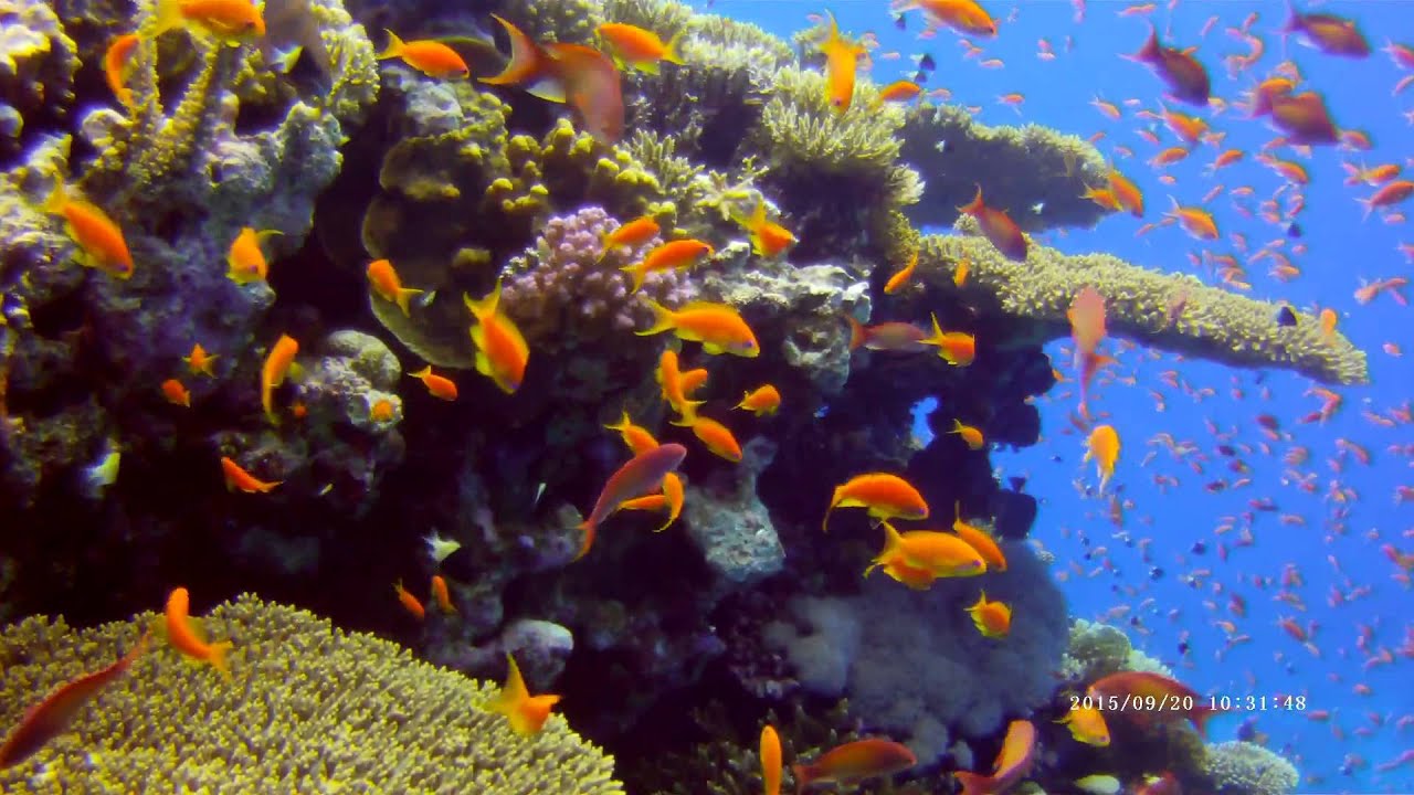Day 2 Careless Reef - YouTube