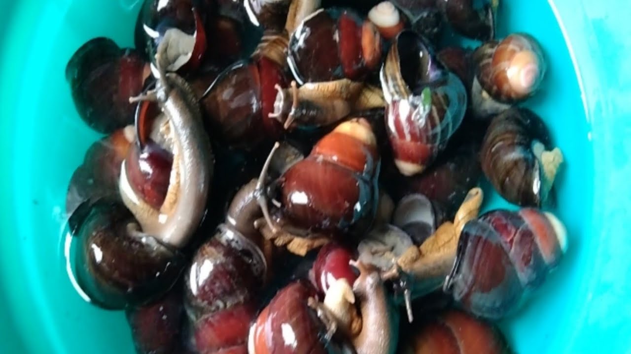 Forest snail 🐌. guling-guling kung sa Masbate tawagin. - YouTube