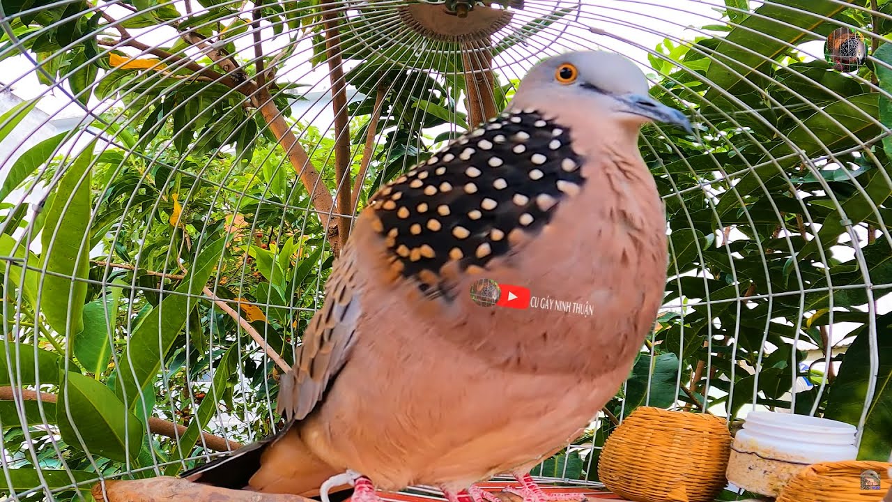 Chim cu gáy mồi chuẩn ĐẢO GIỌNG LIÊN TỤC kích bổi nhanh nổi hiệu quả ...