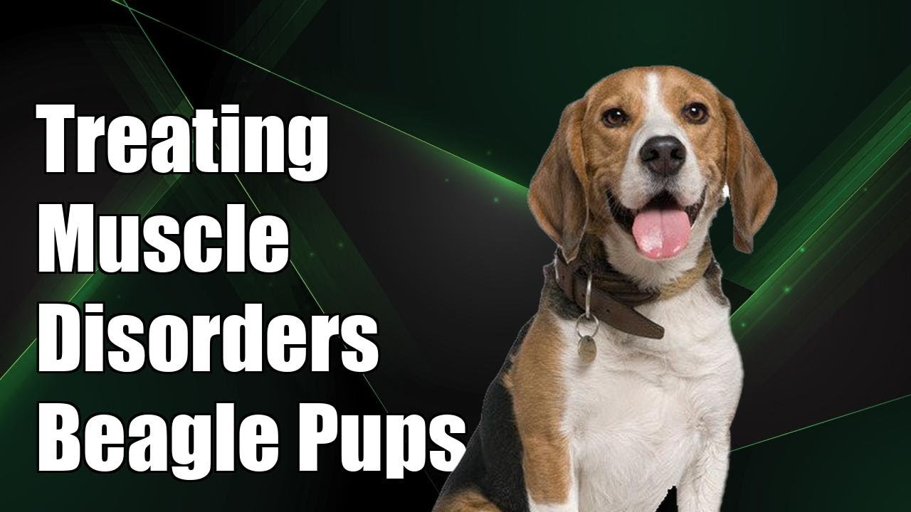 How do I treat muscle disorders in Beagle puppies? - YouTube