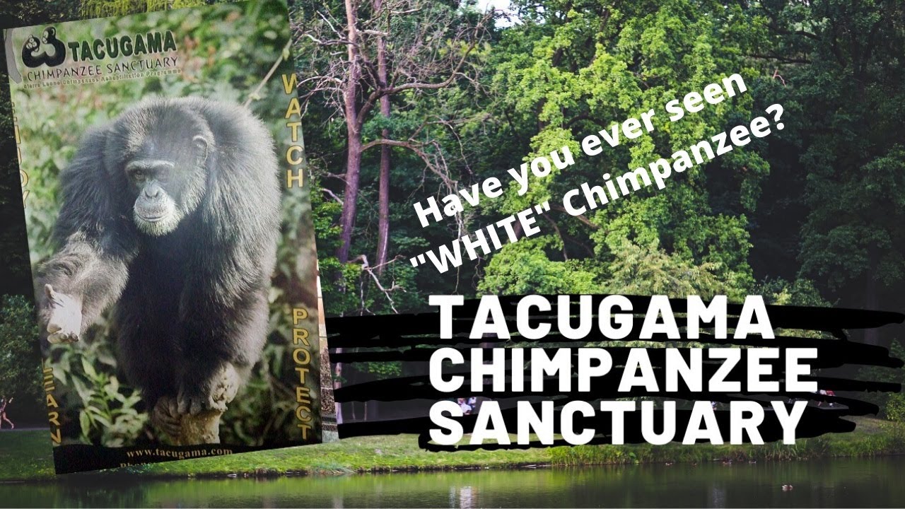 Tacugama Chimpanzee Sanctuary | Freetown - YouTube